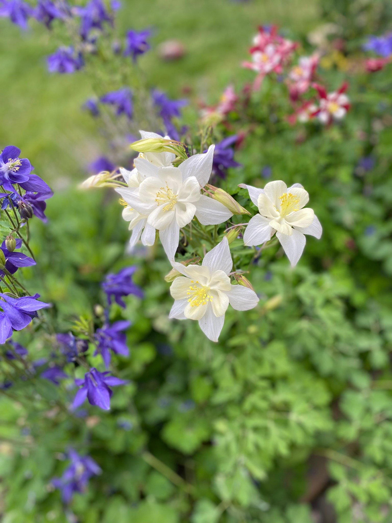 Columbine Appreciation – Martha's Garden Obsession