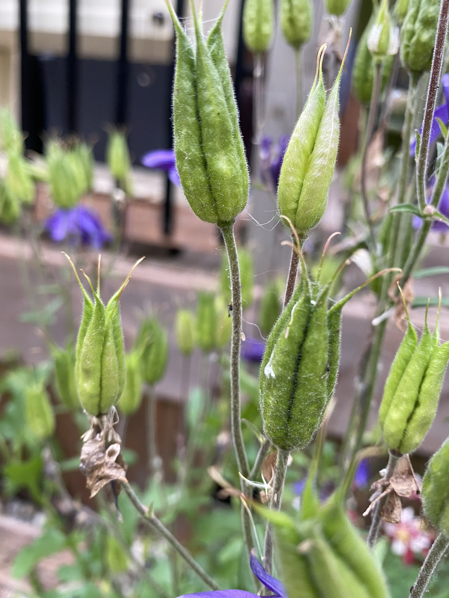 Columbine Appreciation – Martha's Garden Obsession