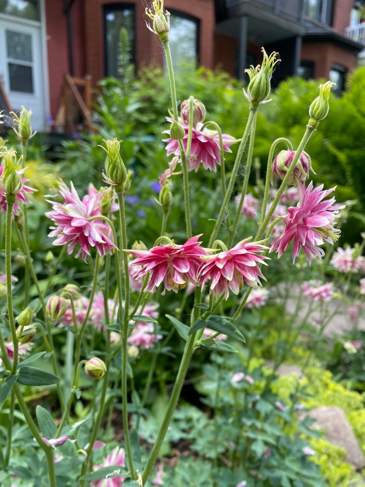 Columbine Appreciation – Martha's Garden Obsession