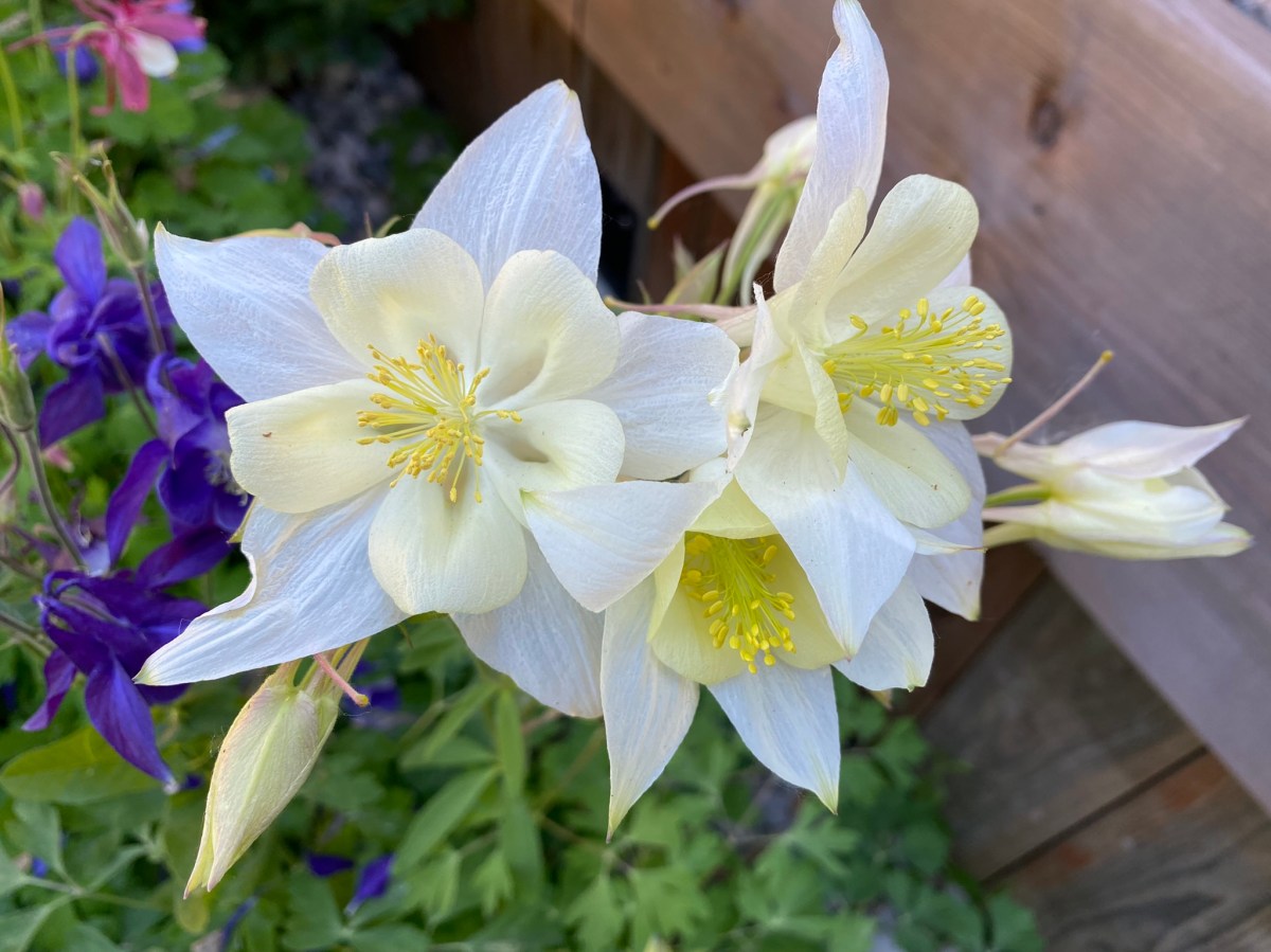 Columbine Appreciation – Martha's Garden Obsession