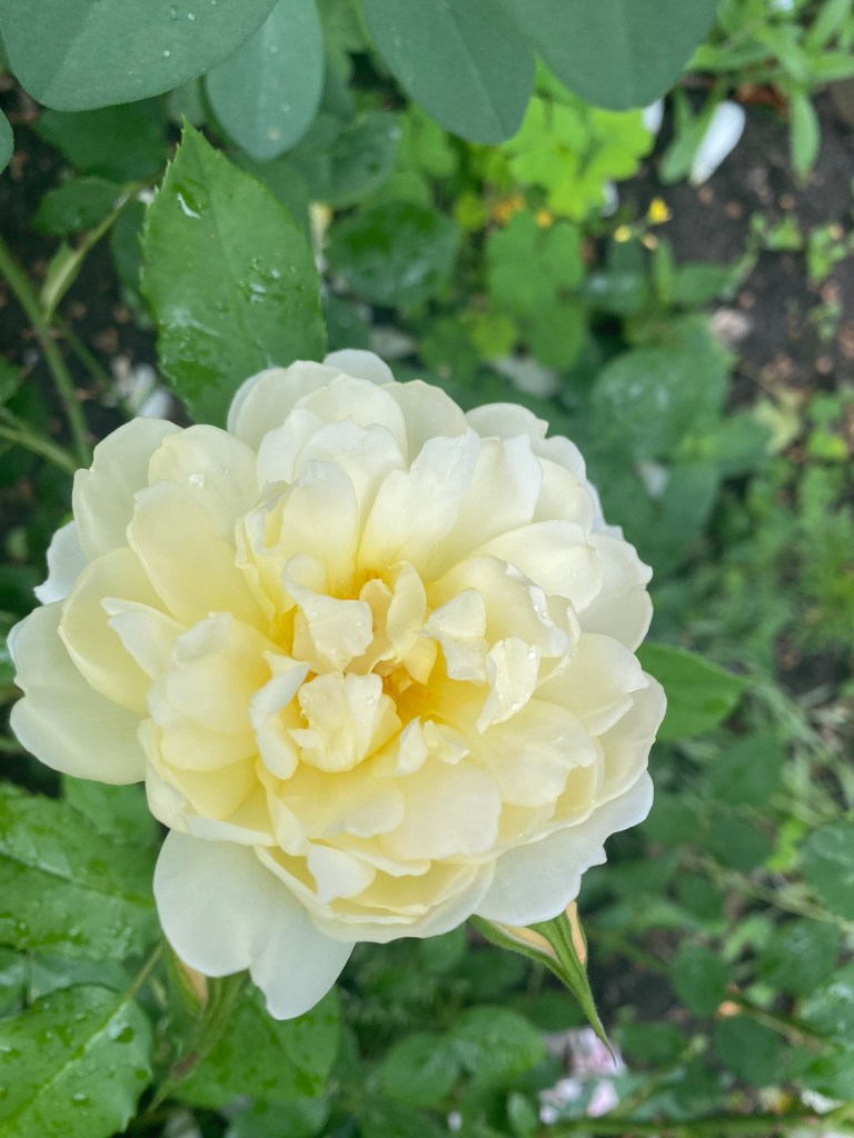Rose Love – Martha's Garden Obsession