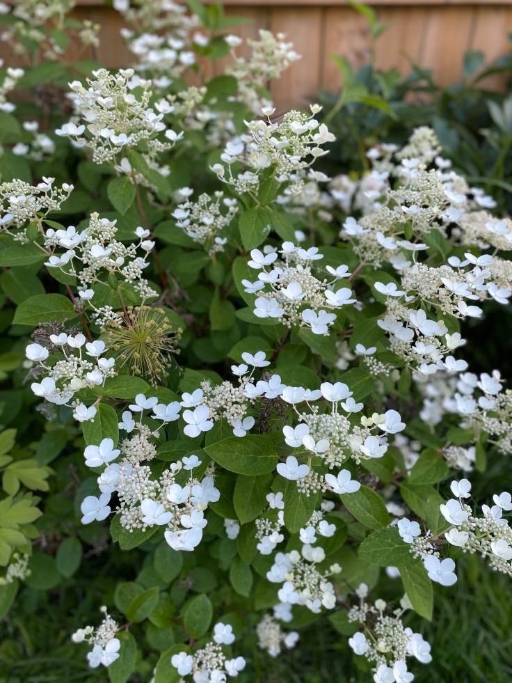 Hydrangea Help – Martha's Garden Obsession