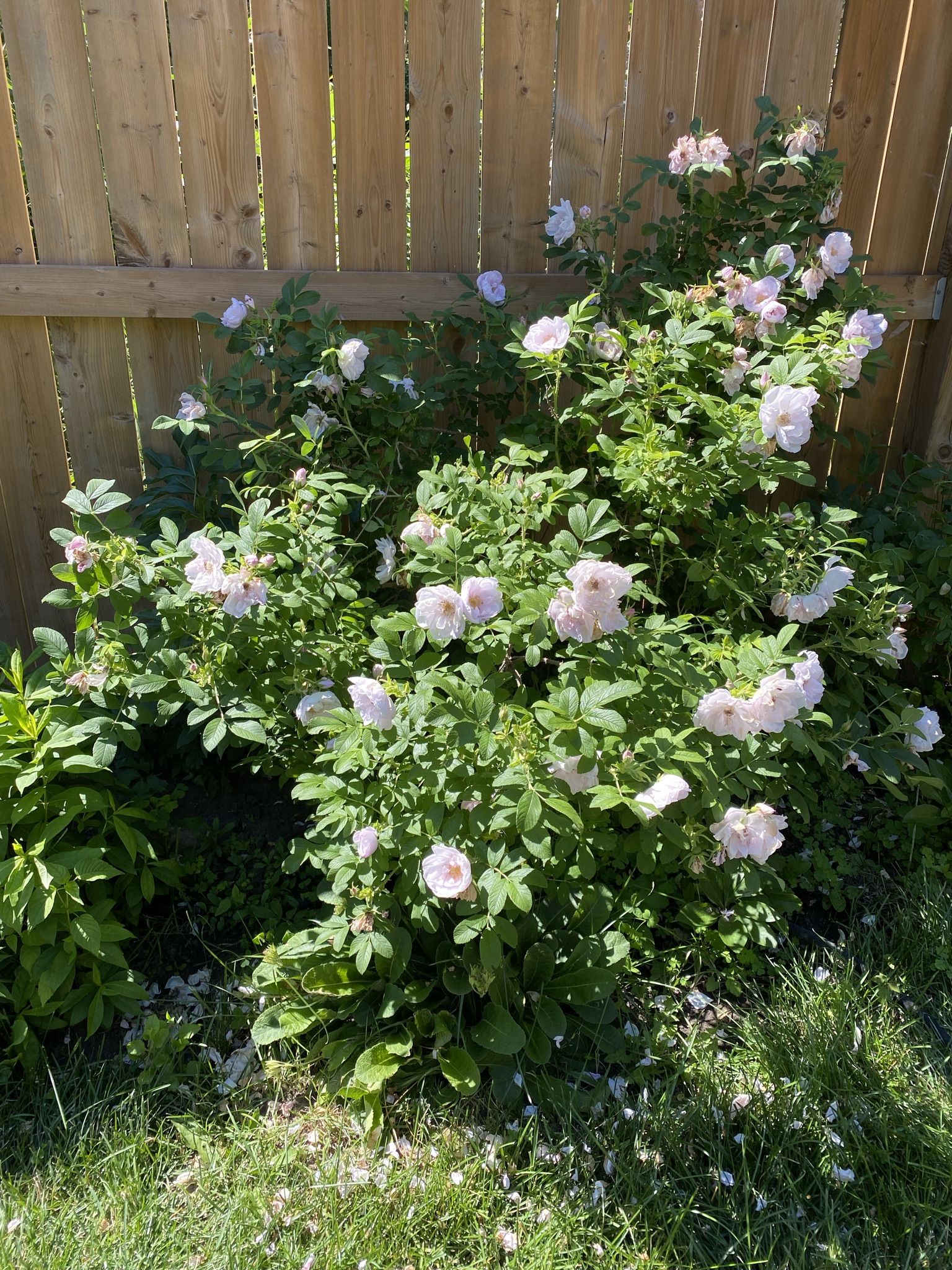 Martha's Garden Obsession – Follow a self-taught backyard gardener in ...