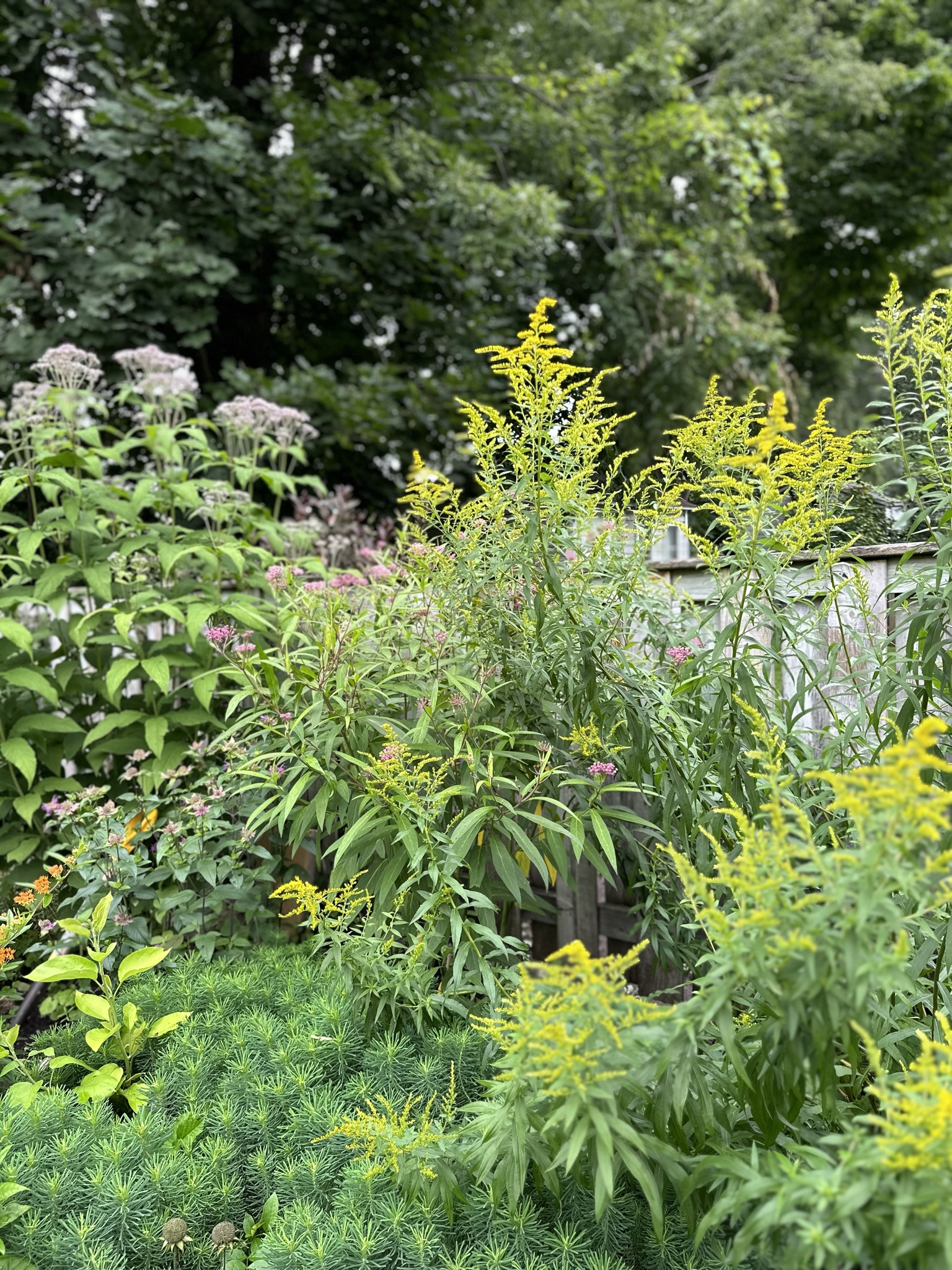 Native Gardening – Martha's Garden Obsession