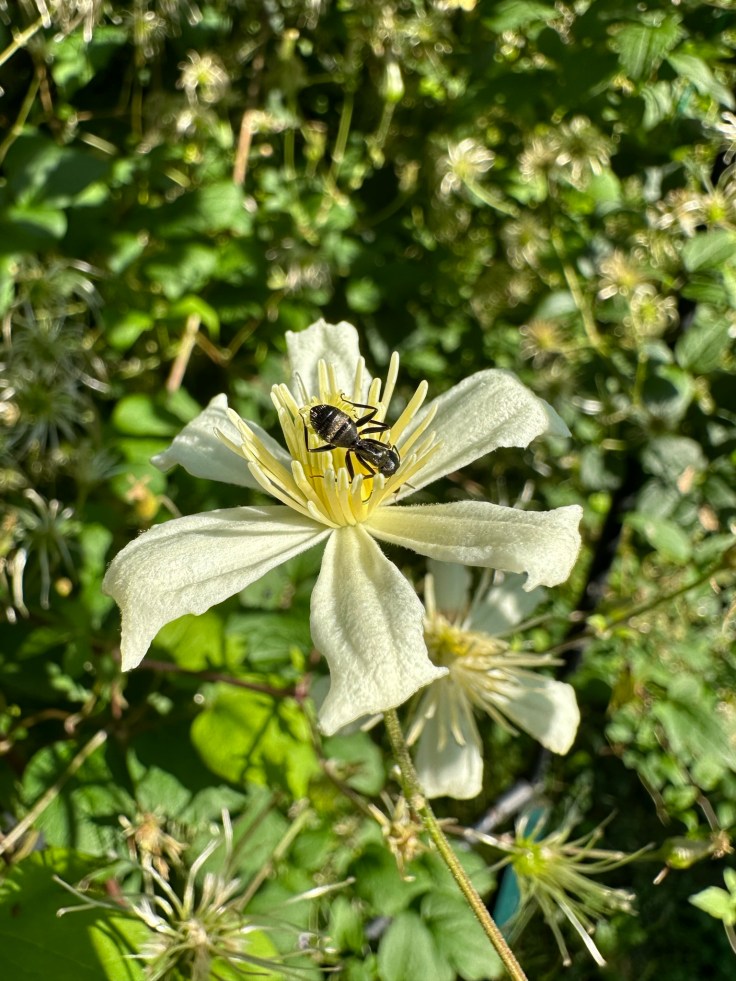17 Native Plants for Late Summer Interest – Martha's Garden Obsession