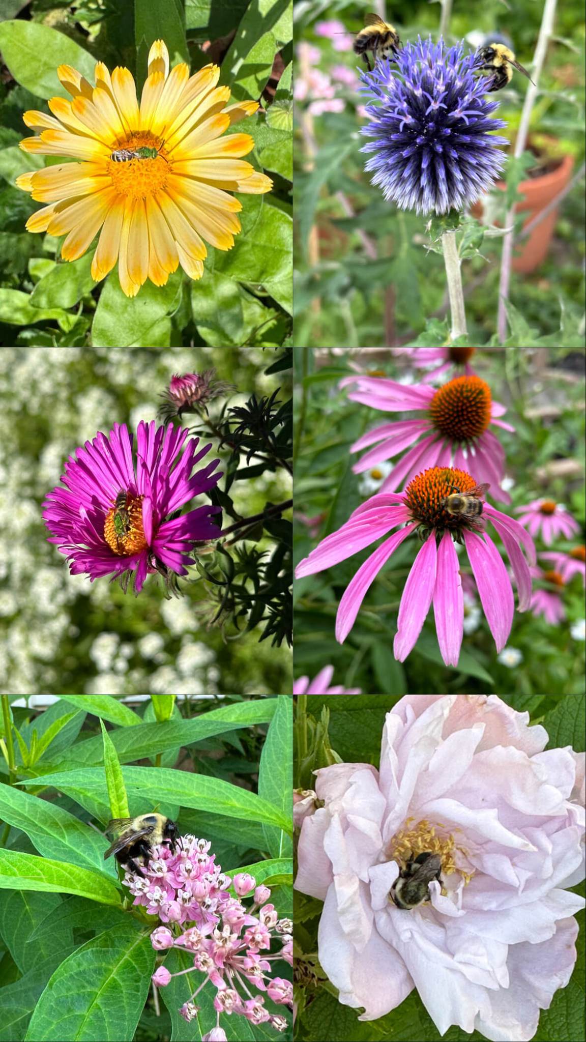 My Top Ten Plants for Attracting Bees – Martha's Garden Obsession