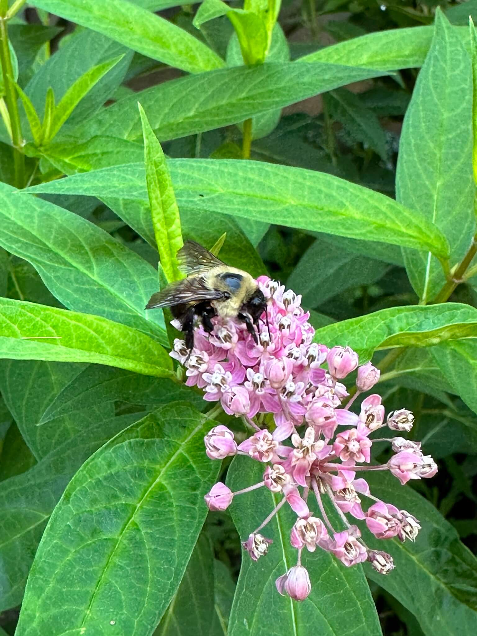 My Top Ten Plants for Attracting Bees – Martha's Garden Obsession