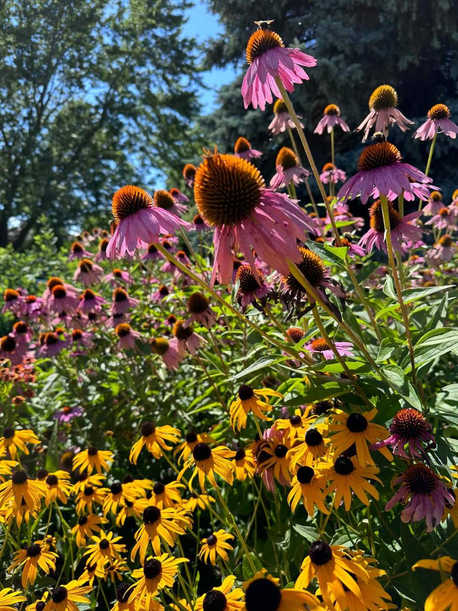 Starting a Native Wildflower Garden – Martha's Garden Obsession